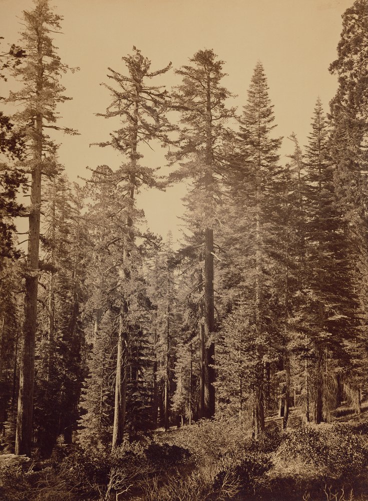 [Scena di foresta] / [Pini da zucchero] | Carleton Watkins