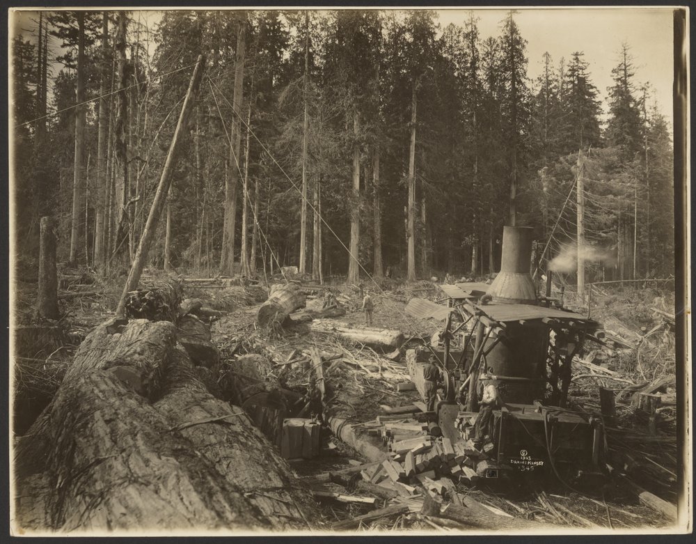 [Scena del legname] | Darius Kinsey | Stampa d'arte