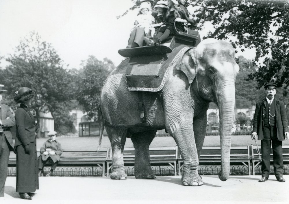 Elefante Indiano Femmina 'Lukhi' che Porta i Bambini a Fare un Giro con ...