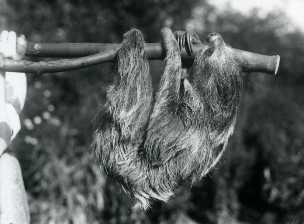 Bradipo didattilo appeso a un ramo tagliato, tenuto da un custode, Zoo ...