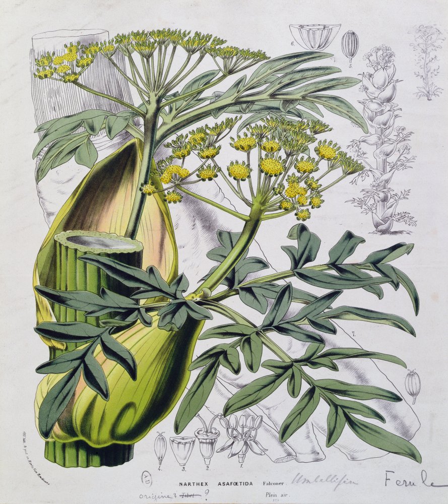 Narthex Asafoetida | French School | Stampa d'arte