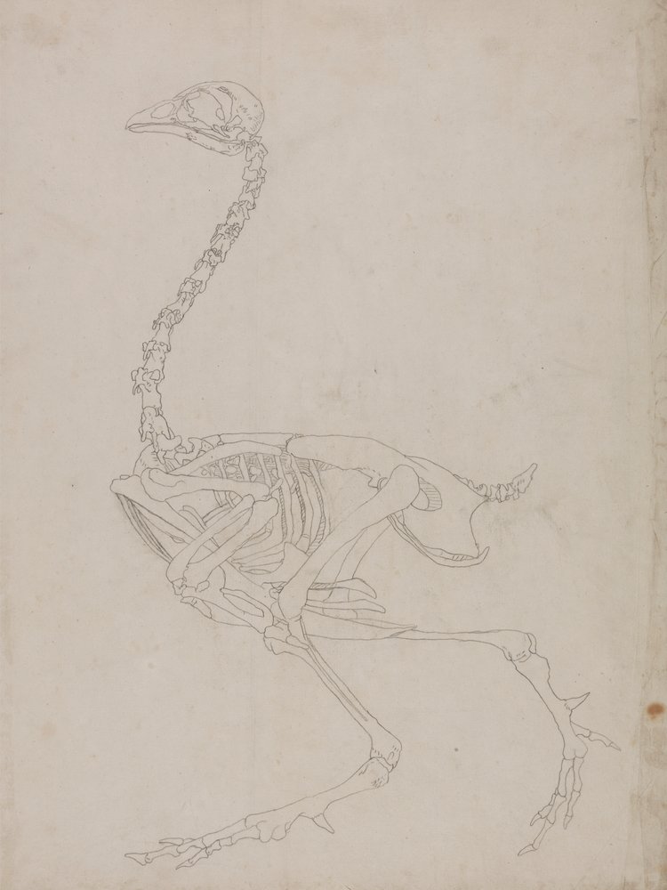 Scheletro di uccello, vista laterale (disegno di contorno dello scheletro)