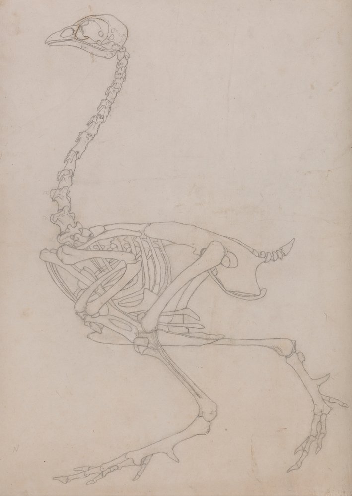 Scheletro di uccello, vista laterale | George Stubbs