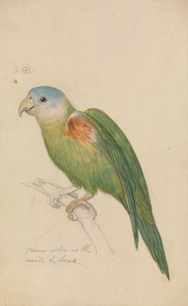 Un Pappagallo | James de Carle Sowerby | Stampa d'arte