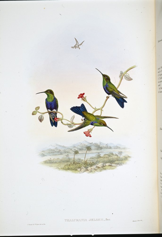 Ninfa dei boschi di Jelski (Thalurania Jelskii) (litografia colorata a ...