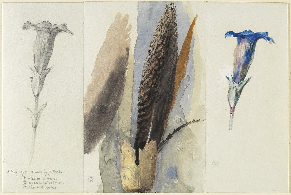Studio di una piuma, affiancato da due studi di genziana, 1875