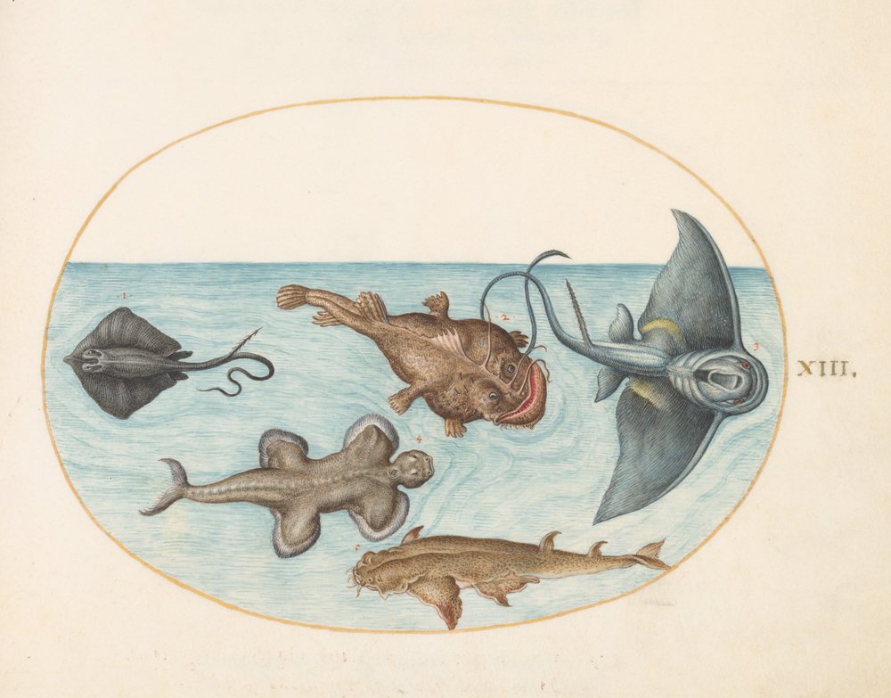 Tavola 13: Due razze, un pesce pescatore, un pesce monaco(?) e uno ...