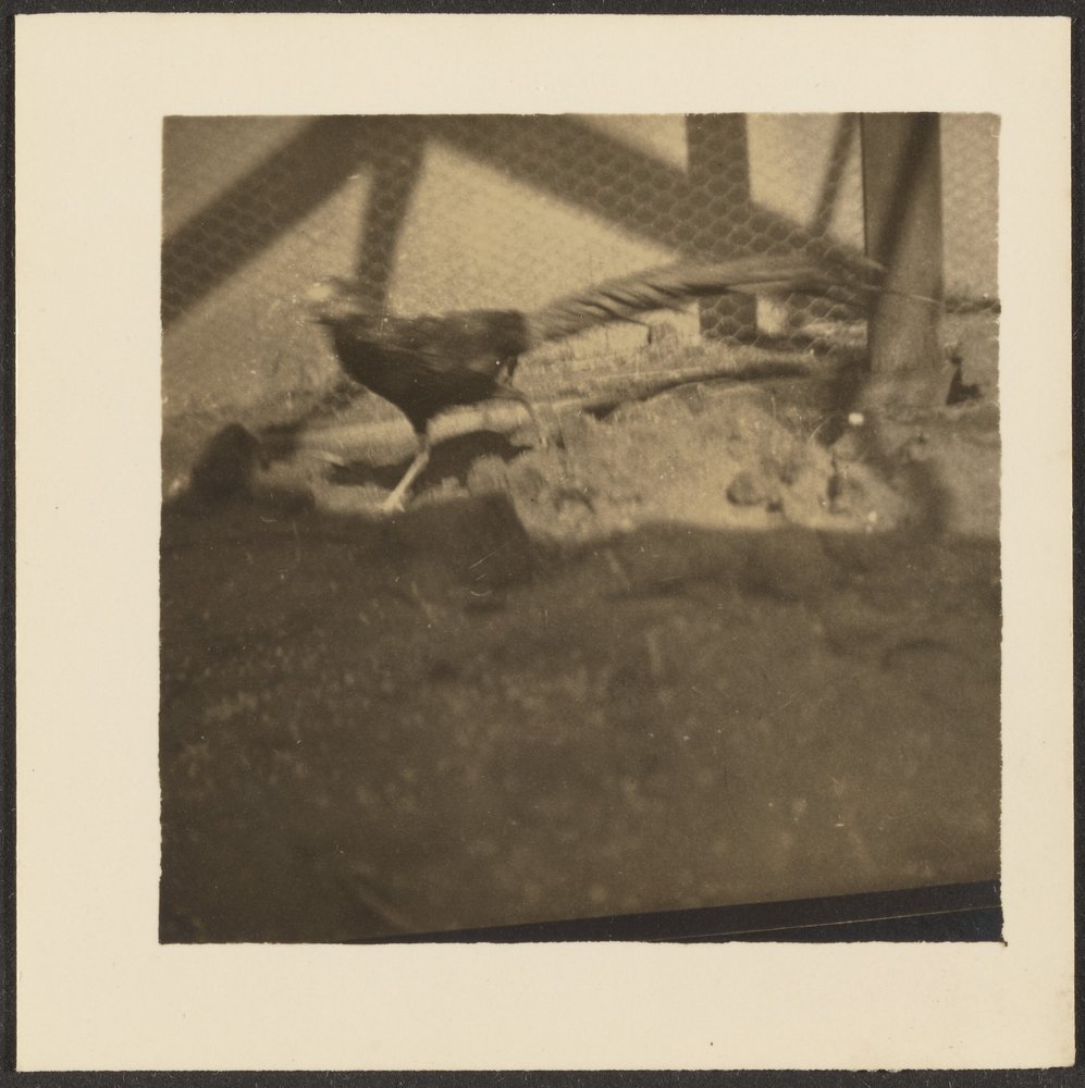 [Fagiano in gabbia] | Louis Fleckenstein | Stampa d'arte