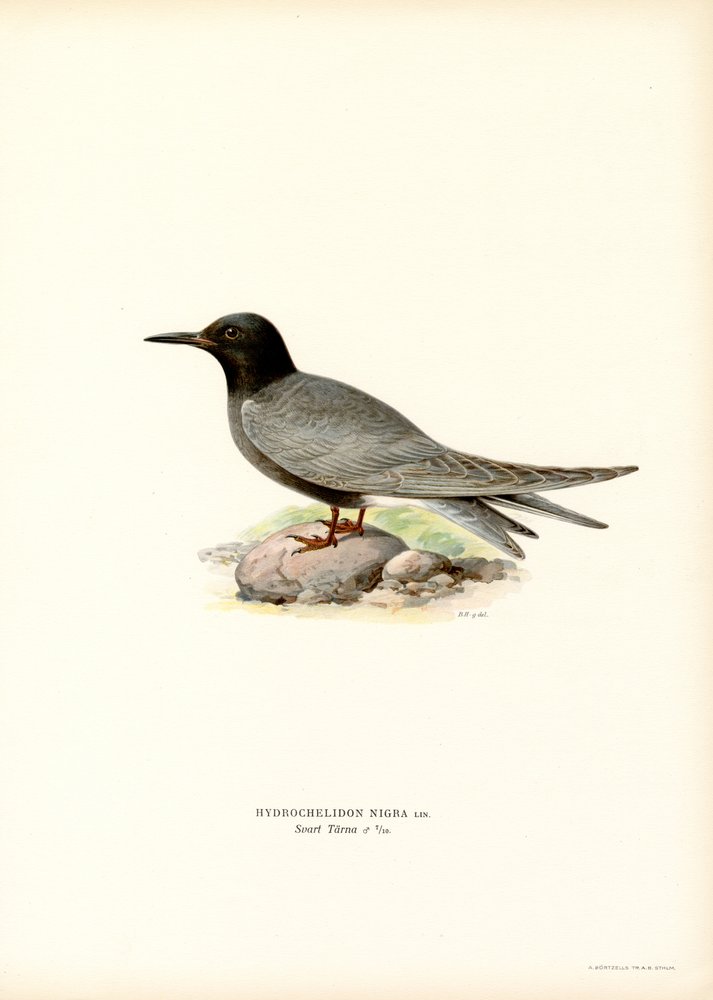 Sterna nera | Magnus Ferdinand and Wilhelm von Wright
