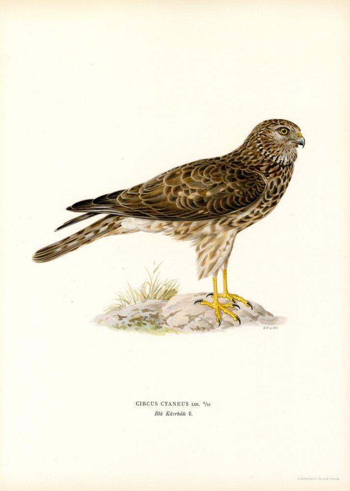 Albanella reale | Magnus Ferdinand and Wilhelm von Wright