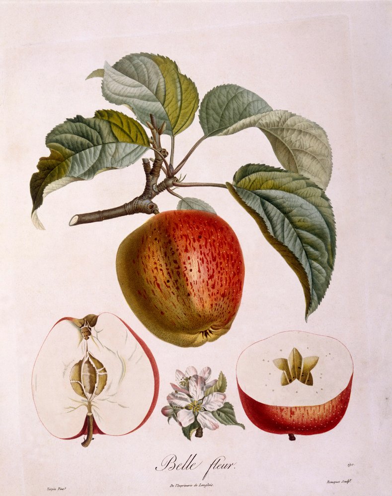 Botanica - Rosaceae - mela 'Fiore bello' | Stampa d'arte