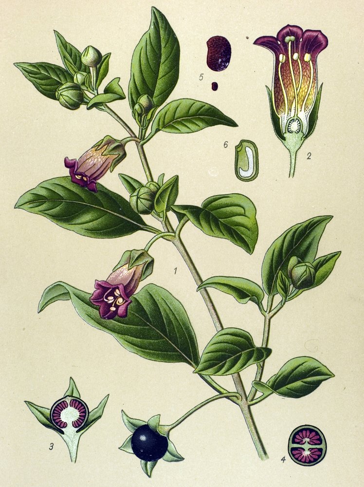 Tavola botanica, pianta della Belladonna (Atropa belladonna)