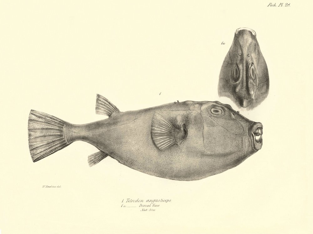 Zoologia: rappresentazione del pesce 'Tetrodon (Tetraodon) angusticeps ...