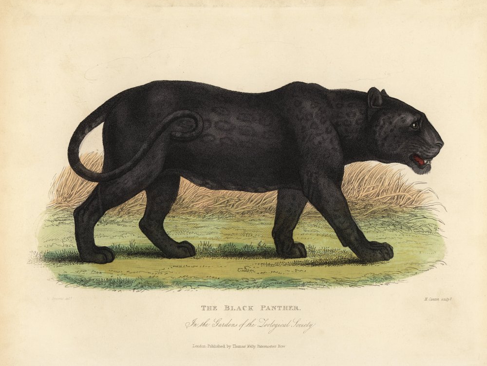 Disegno Di Pantera Nera Arte Illustrazione Della Pantera Nera, Disegno