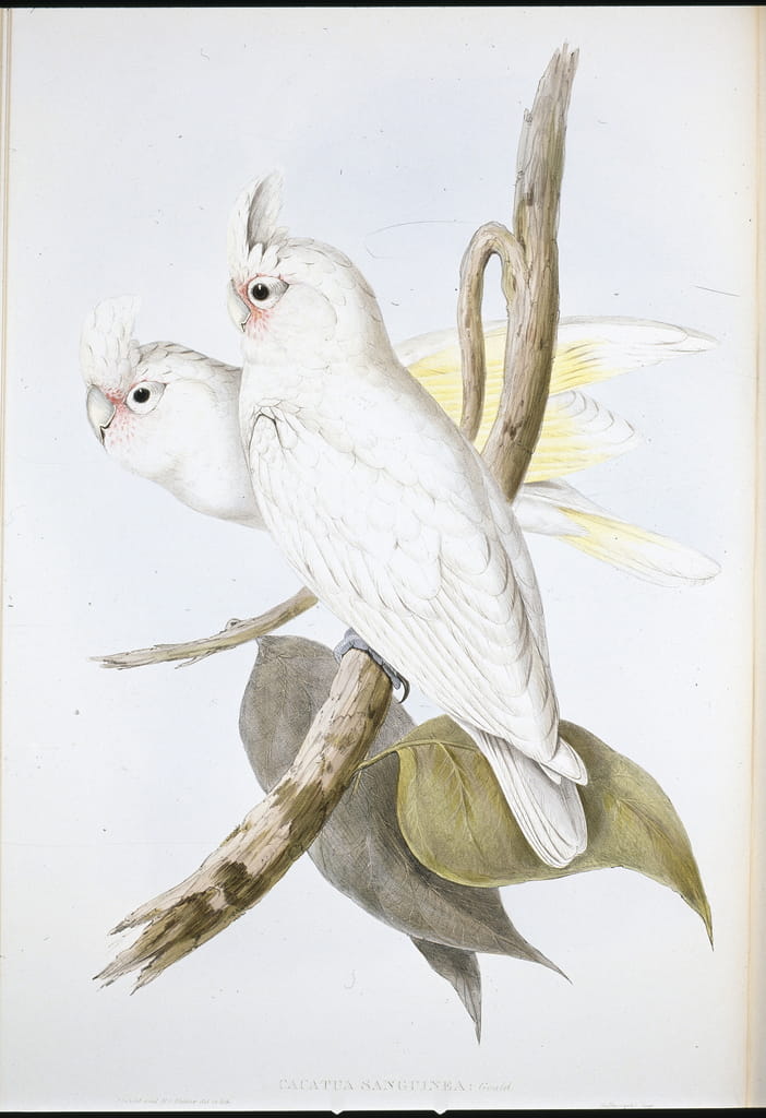 Cacatua macchiato di sangue (Cacatus Sanguinea) (litografia colorata a ...