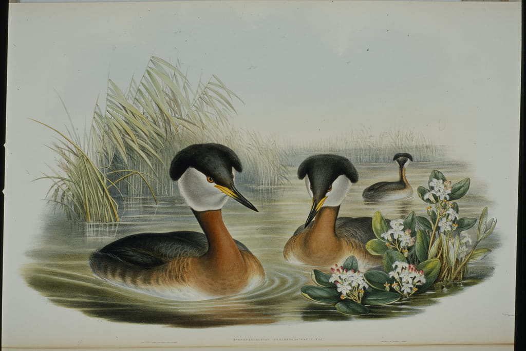 Svasso dal collo rosso (Podiceps Rubricollis) (litografia colorata a mano)