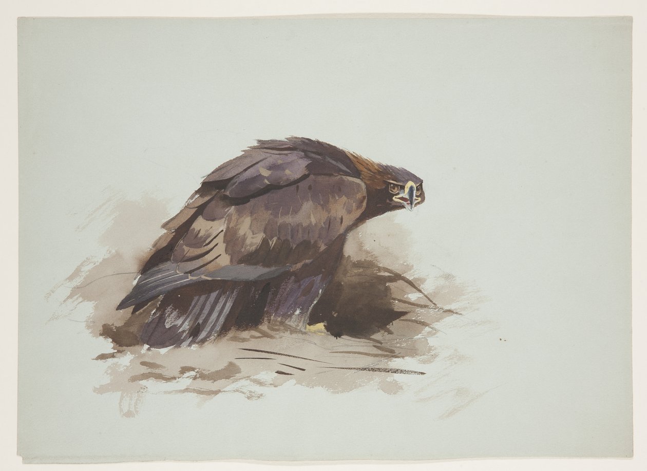 Disegno Aquila Reale