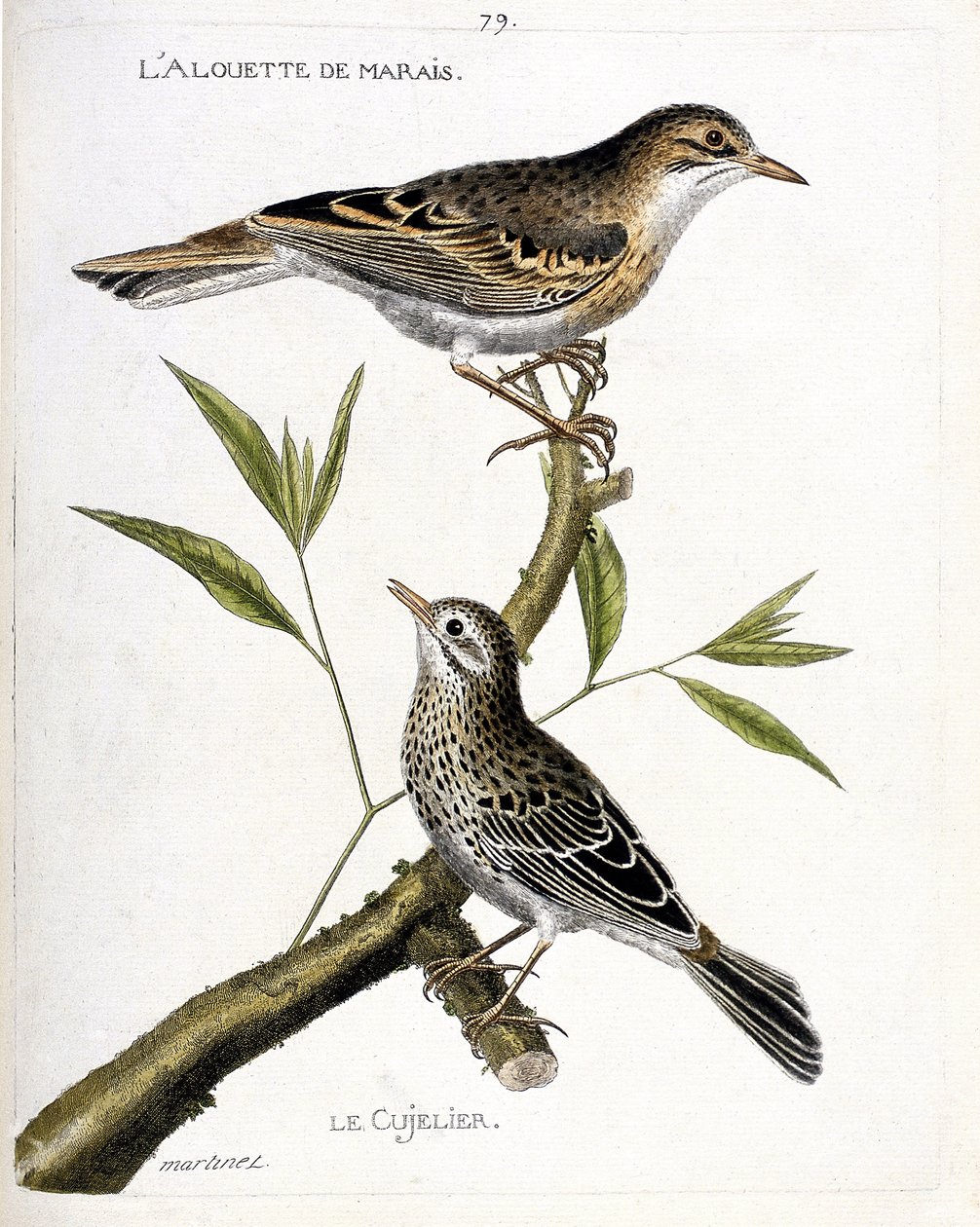 Carta zoologica (ornitologia): dall'alto verso il basso: la calandra di ...