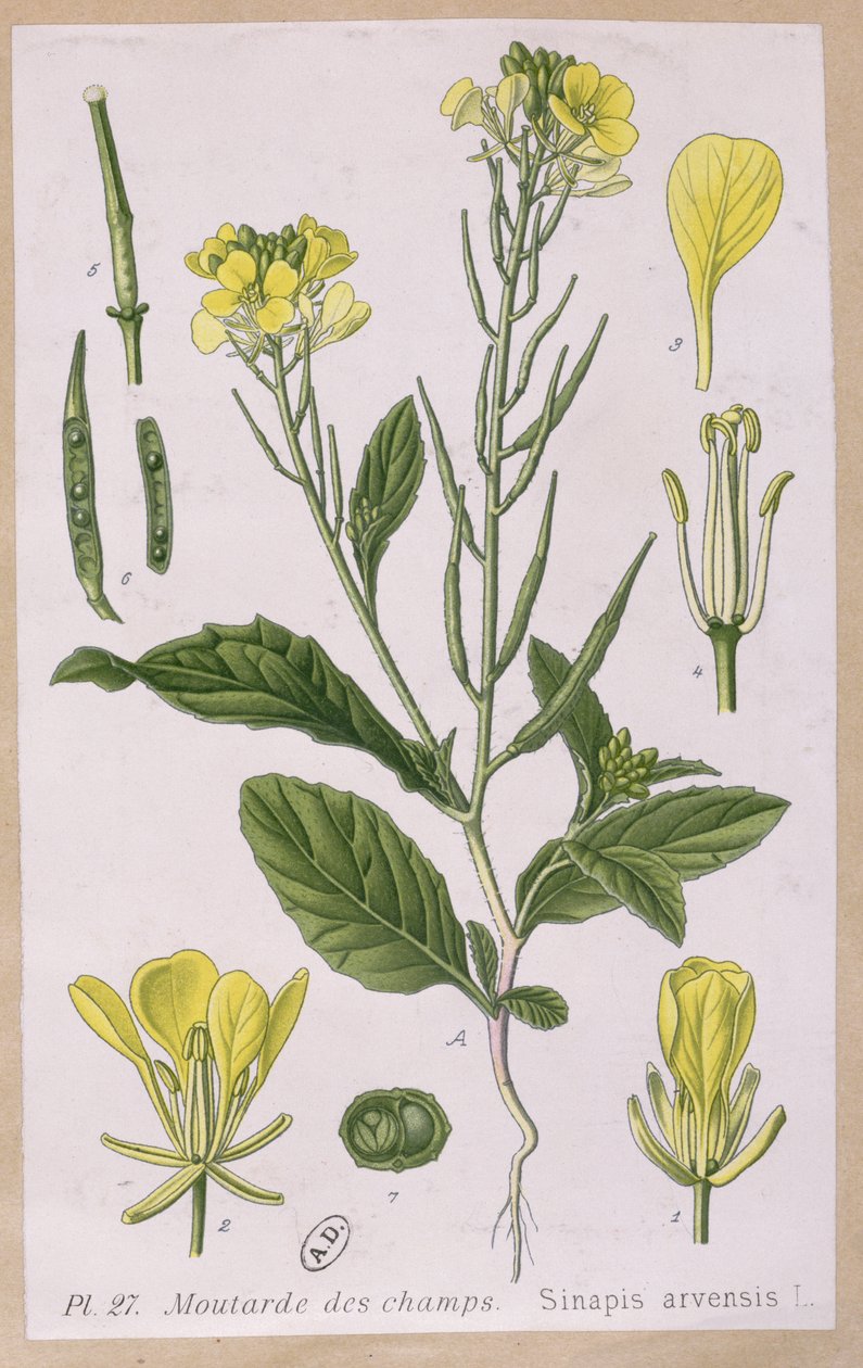 Senape selvatica (Sinapis Arvensis) | French School