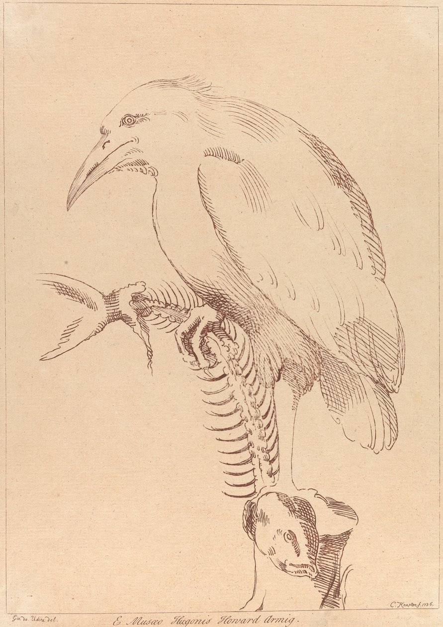 Disegno Scheletro Uccello Scheletro Di Uccello Arte Vettoriale, Icone