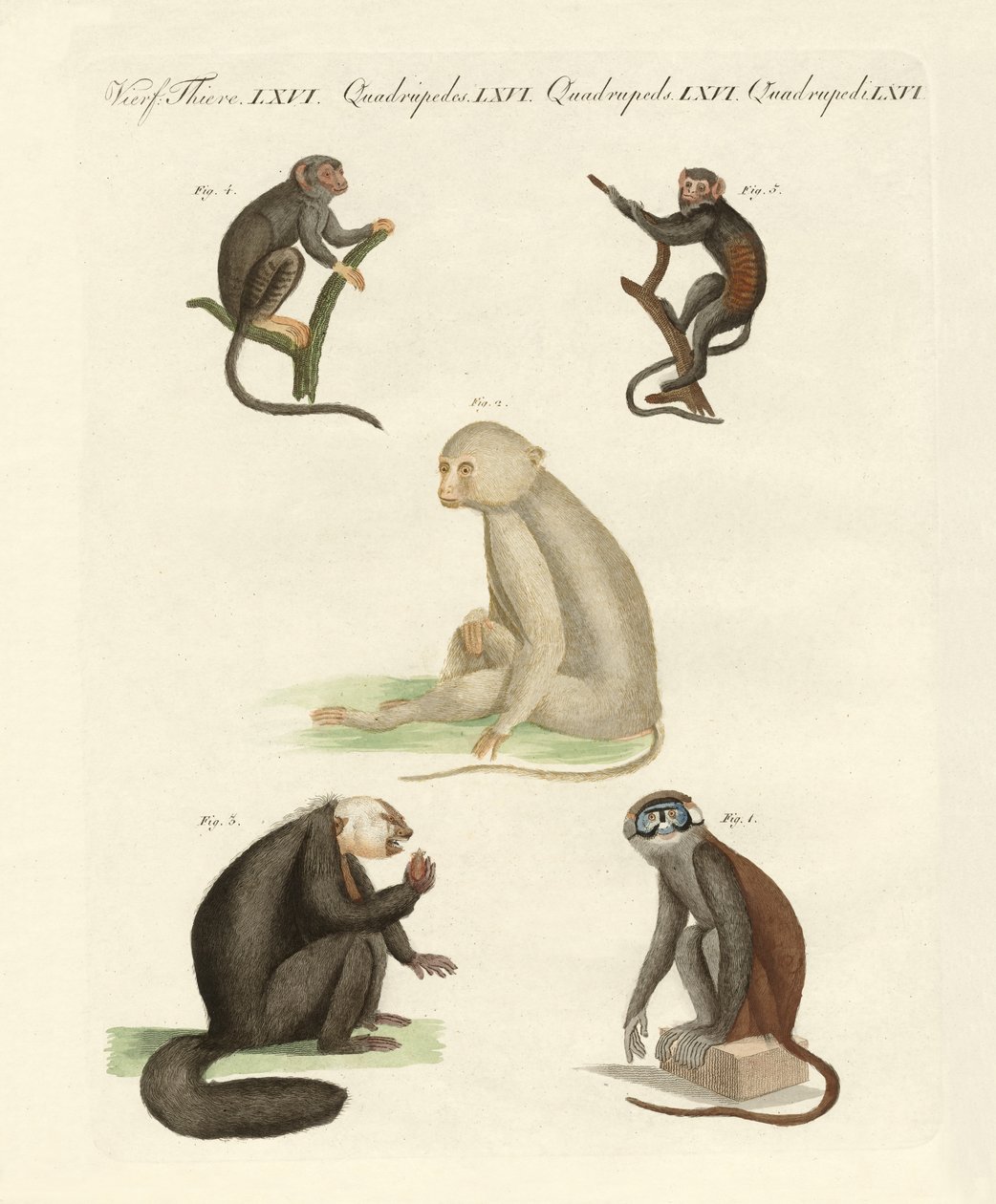 Tipi Di Scimmie Le Grandi Scimmie Antropomorfe Istituto Jane Goodall
