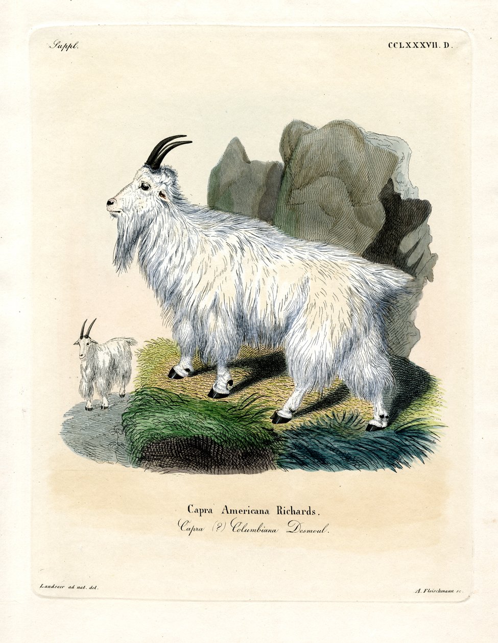 Capra Di Montagna Arte
