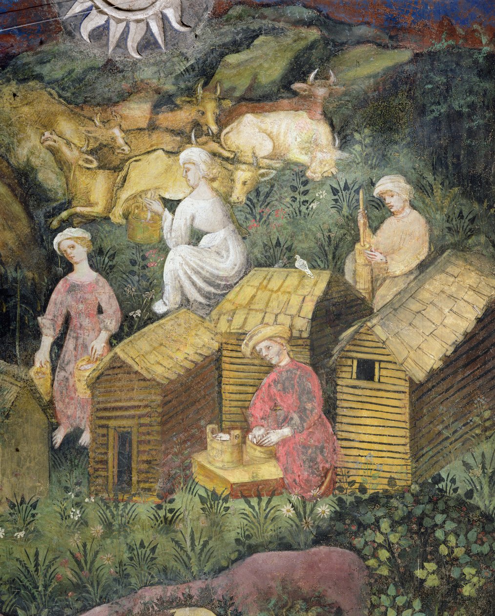 Pascoli di montagna. Mungitura delle mucche e produzione di formaggio
