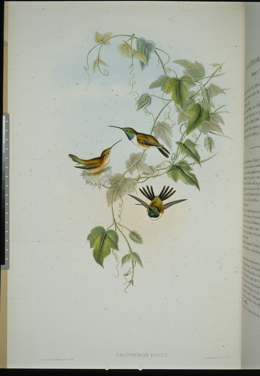 Stella dei boschi di Fanny (calothorax Fanny) (litografia colorata a mano)