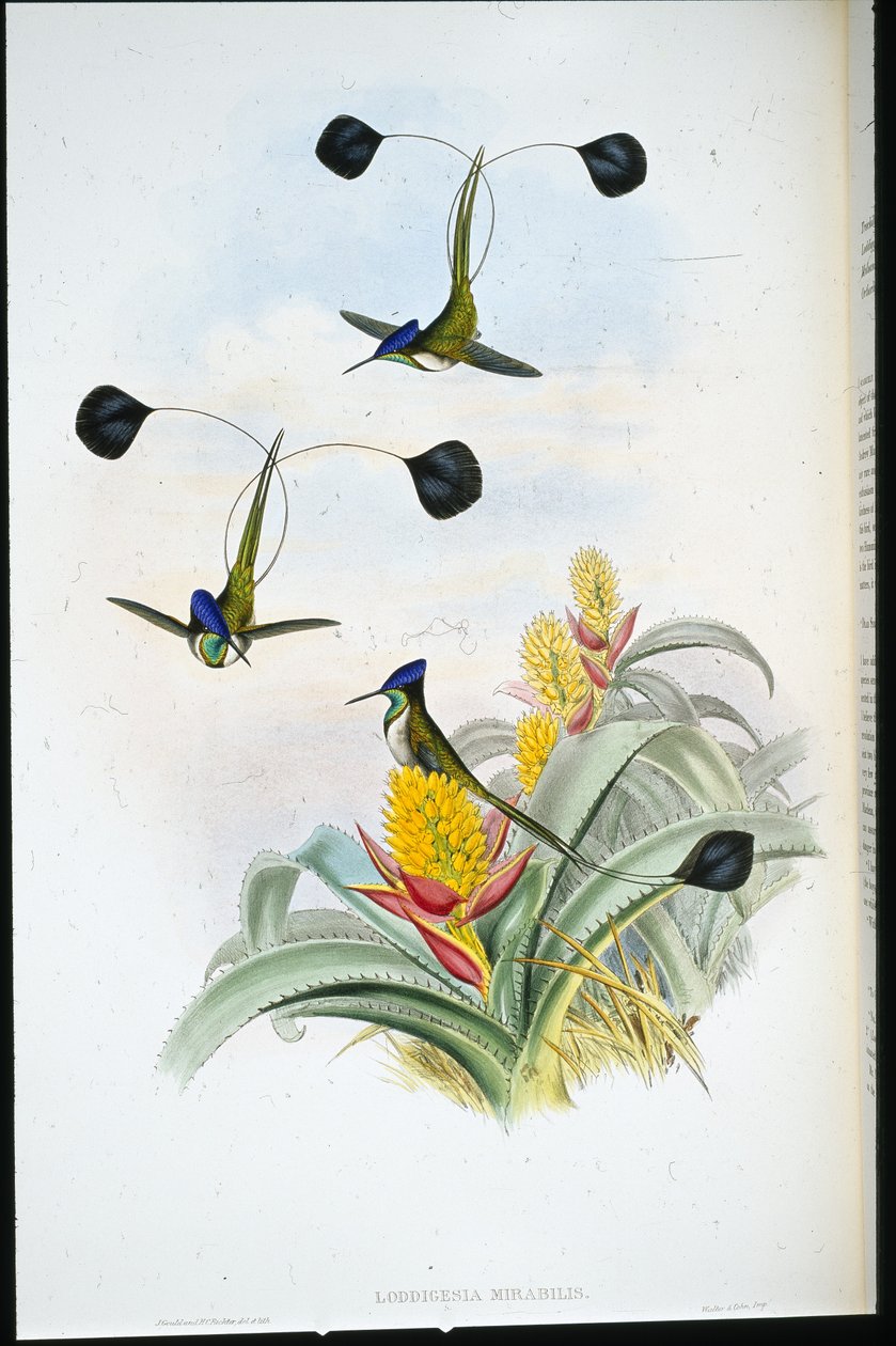 Colibrì meraviglioso (Loddigesia Mirabilis) (litografia colorata a mano)