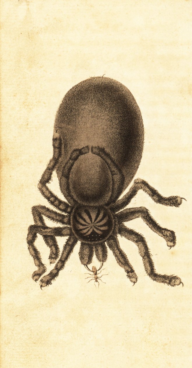 Tarantola Rosa