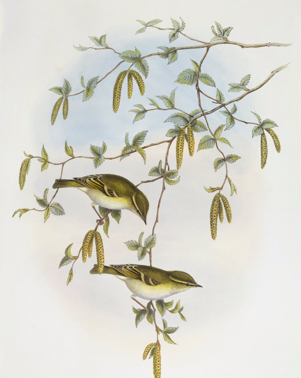Blyth's leaf-warbler (Phylloscopus reguloides), incisione di John Gould