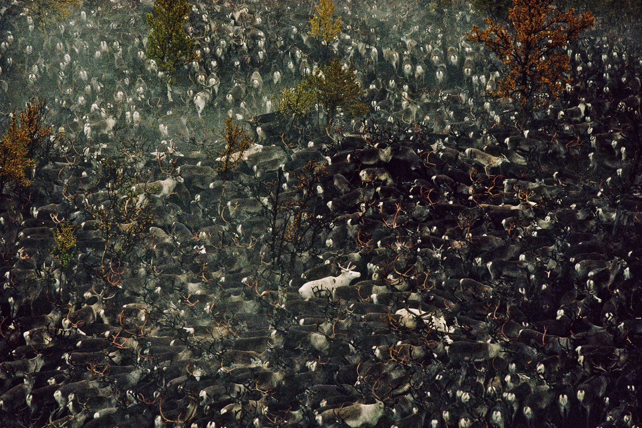 Renna contaminata dalle radiazioni di Chernobyl