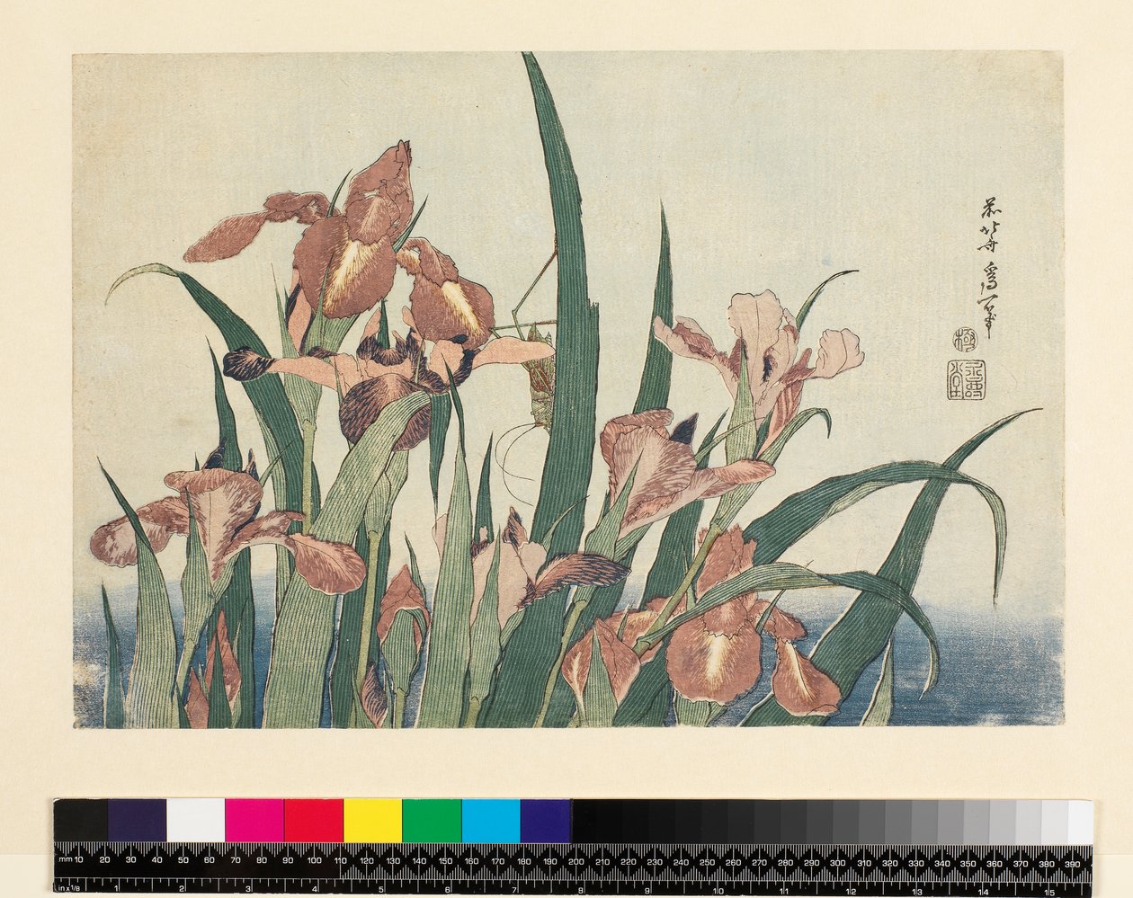 Iris e cavalletta, pub. da Nishimura Eijudo, c.1832