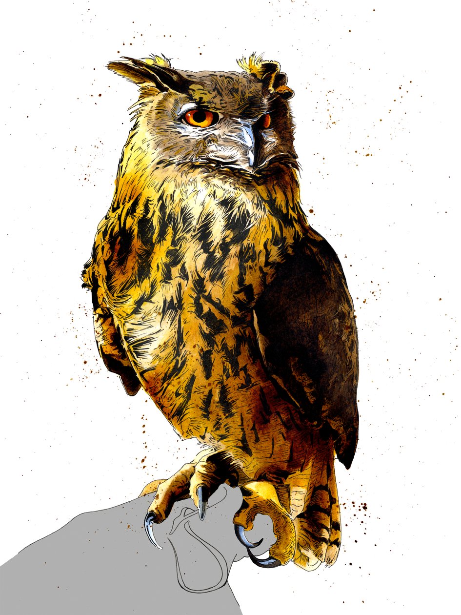 Disegno Realistico Del Gufo