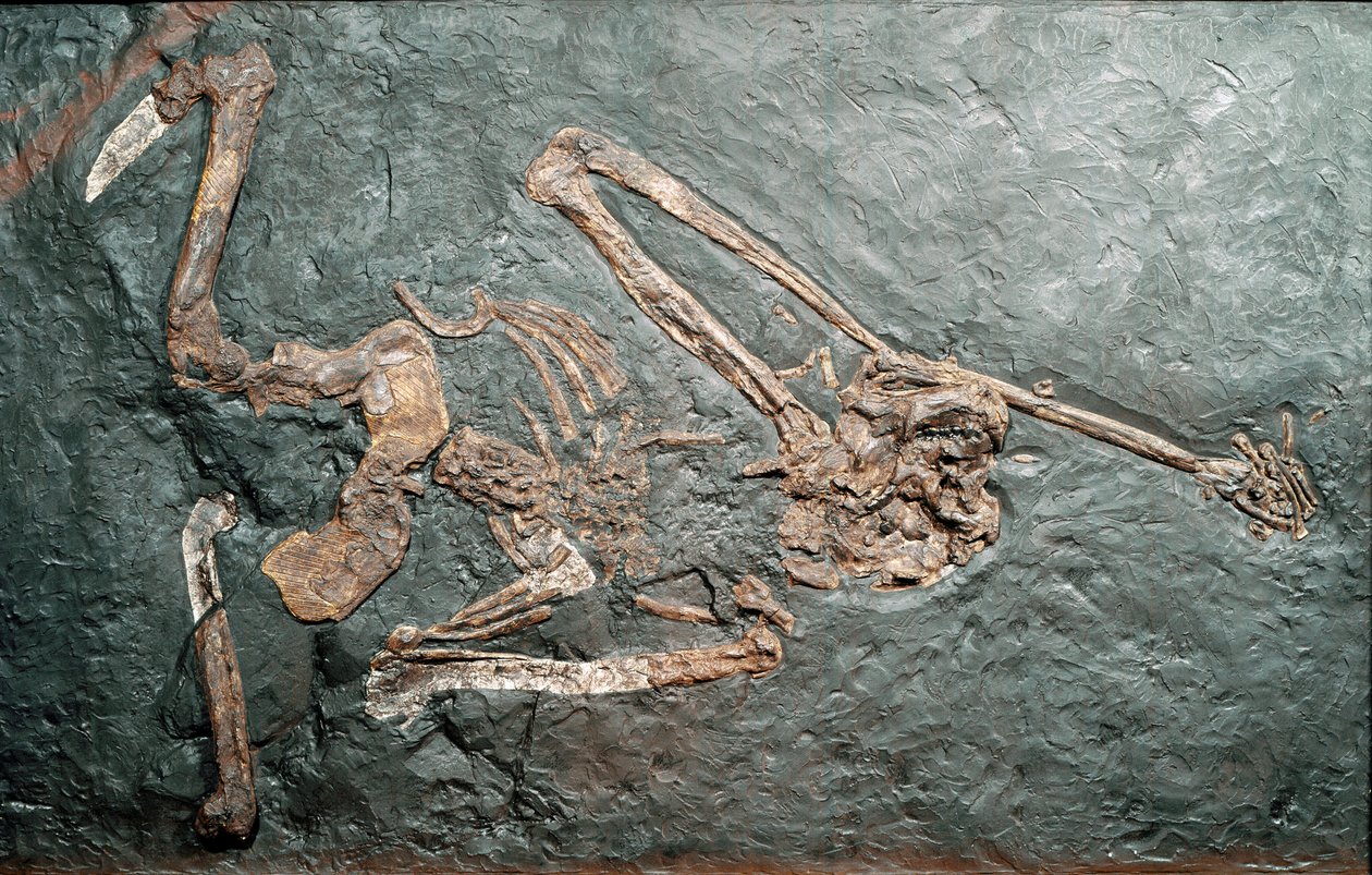 Preistoria: fossile del grande primate Oreopithecus bambolii dal Monte ...