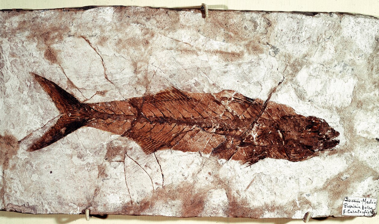 Preistoria: fossile di pesce Sgomber Speciosus dal sito di Monte Bolca
