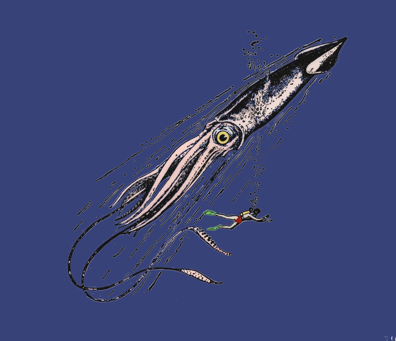 Disegno Di Calamaro