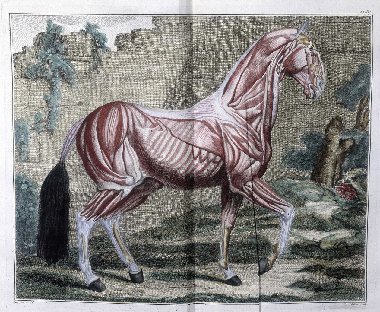 Disegno Del Profilo Laterale Del Cavallo