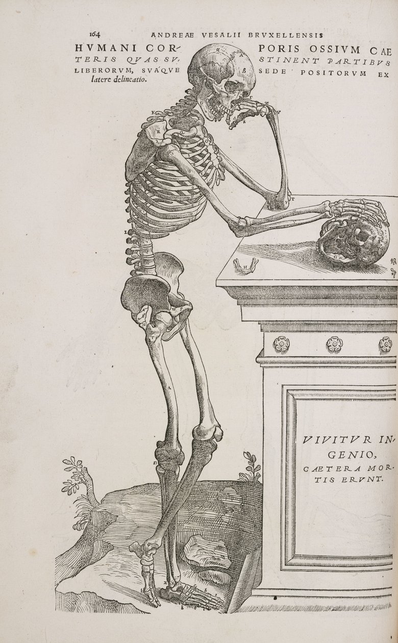 Posa Disegno Scheletro Umano