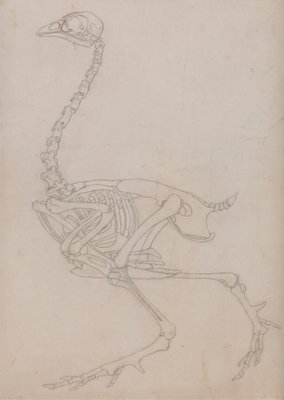 Scheletro di uccello, vista laterale | George Stubbs