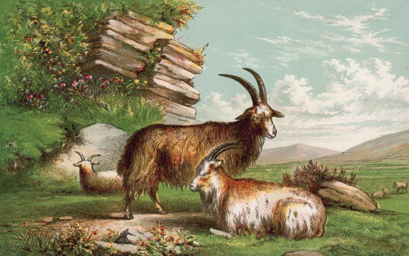 Capra Di Montagna Arte