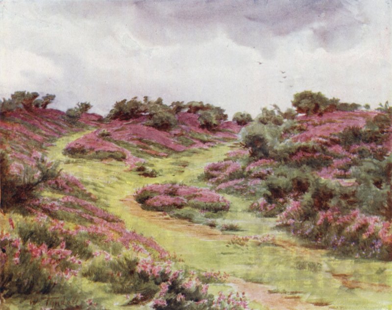 La Nuova Foresta: Erica campanulata a Setley Plain